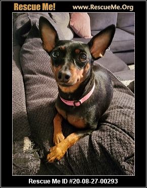 - Minnesota Miniature Pinscher Rescue - ADOPTIONS - Rescue Me!