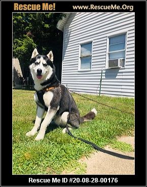 - Ohio Siberian Husky Rescue - ADOPTIONS - Rescue Me!