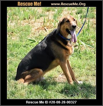 - Arizona Dog Rescue - ADOPTIONS - Rescue Me!