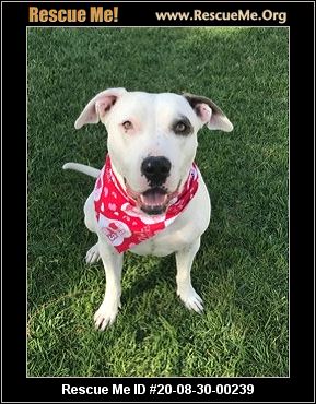 - California Pit Bull Rescue - ADOPTIONS - Rescue Me!