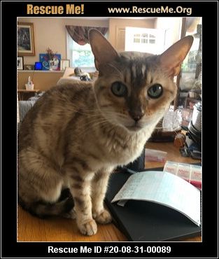 - Massachusetts Cat Rescue - ADOPTIONS - Rescue Me!