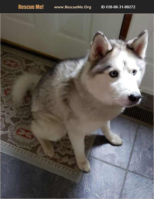 ADOPT 20083100272 ~ Siberian Husky Rescue ~ Loveland, OH