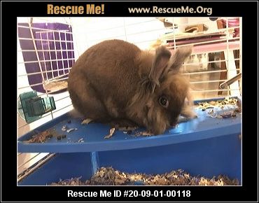 - Illinois Rabbit Rescue - ADOPTIONS - Rescue Me!