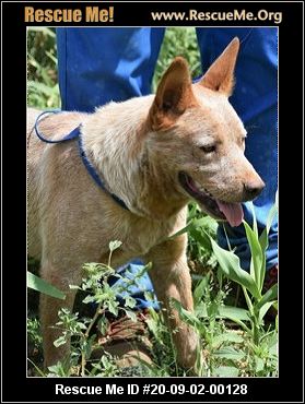 - Arizona Dog Rescue - ADOPTIONS - Rescue Me!