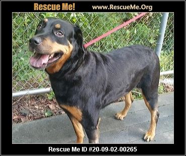 - Virginia Rottweiler Rescue - ADOPTIONS - Rescue Me!