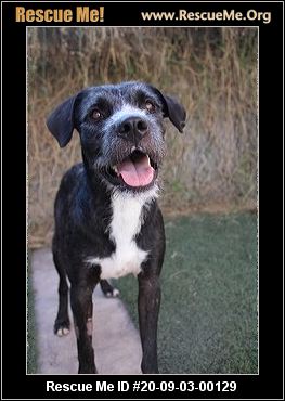 - Arizona Dog Rescue - ADOPTIONS - Rescue Me!