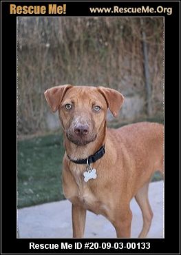 - Arizona Dog Rescue - ADOPTIONS - Rescue Me!