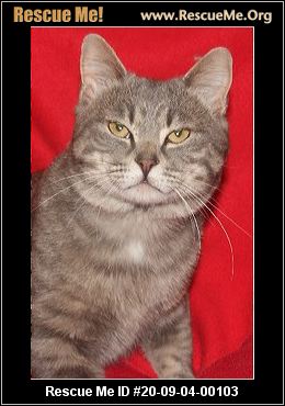 - Missouri Cat Rescue - ADOPTIONS - Rescue Me!
