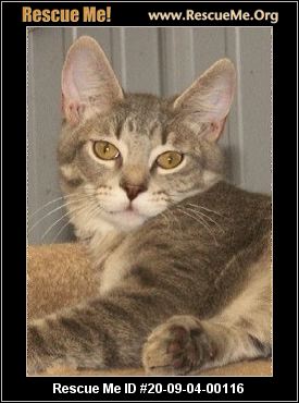- Missouri Cat Rescue - ADOPTIONS - Rescue Me!