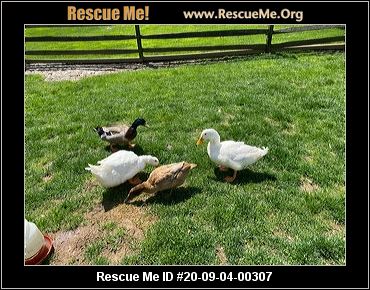 - Pennsylvania Pet Bird Rescue - ADOPTIONS - Rescue Me!