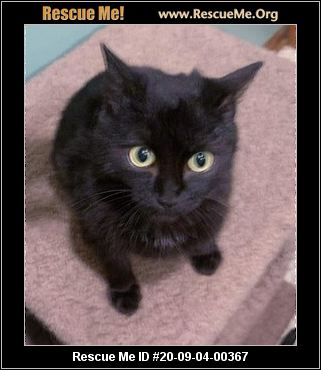 - Missouri Cat Rescue - ADOPTIONS - Rescue Me!