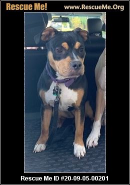 - Florida Pit Bull Rescue - ADOPTIONS - Rescue Me!