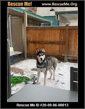 - Canada Dog Rescue - ADOPTIONS - Rescue Me!