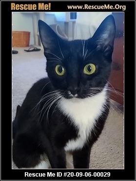 - Virginia Cat Rescue - ADOPTIONS - Rescue Me!