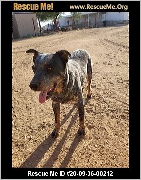 - Arizona Australian Cattle Dog Rescue - ADOPTIONS - Rescue Me!