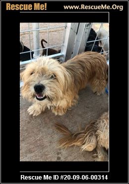 - Arizona Poodle Rescue - ADOPTIONS - Rescue Me!