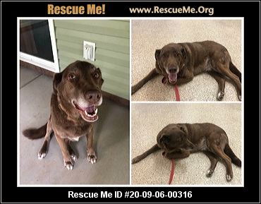 - Ohio Siberian Husky Rescue - ADOPTIONS - Rescue Me!