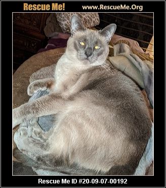 - North Carolina Siamese Rescue - ADOPTIONS - Rescue Me!