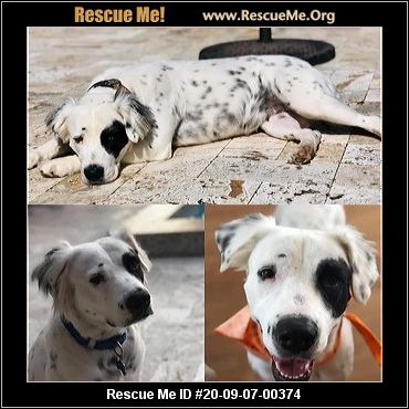 - Paw Patrol Animal Rescue and Sanctuary - Boca Raton, FL - AVAILABLE PETS