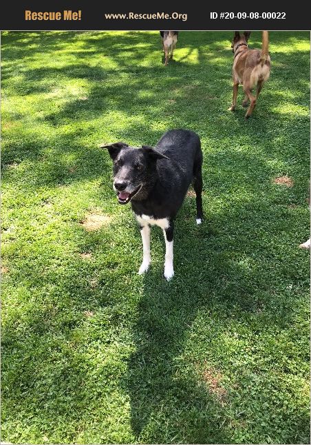 ADOPT 20090800022 ~ Border Collie Rescue ~ cleveland, OH