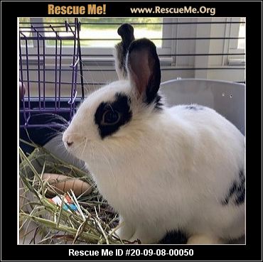 - Florida Rabbit Rescue - ADOPTIONS - Rescue Me!