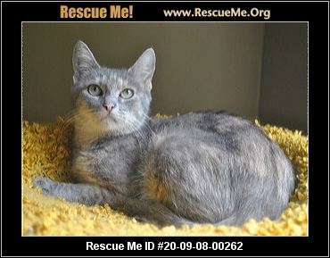 - Tennessee Cat Rescue - ADOPTIONS - Rescue Me!