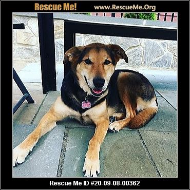 - Virginia German Shepherd Rescue - ADOPTIONS - Rescue Me!