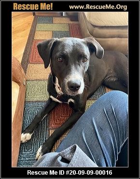 - Colorado Dog Rescue - ADOPTIONS - Rescue Me!