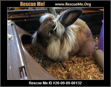 - North Carolina Rabbit Rescue - ADOPTIONS - Rescue Me!