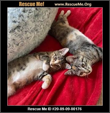 - Florida Cat Rescue - ADOPTIONS - Rescue Me!