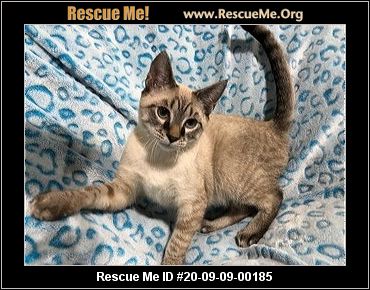 - Tennessee Cat Rescue - ADOPTIONS - Rescue Me!
