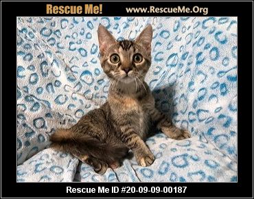 - Tennessee Cat Rescue - ADOPTIONS - Rescue Me!