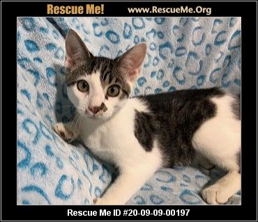 - Tennessee Cat Rescue - ADOPTIONS - Rescue Me!