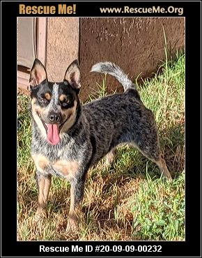 - Colorado Dog Rescue - ADOPTIONS - Rescue Me!