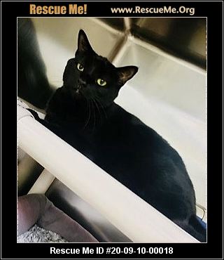 - New Jersey Cat Rescue - ADOPTIONS - Rescue Me!