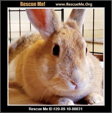 - Florida Rabbit Rescue - ADOPTIONS - Rescue Me!