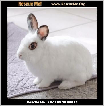 - Florida Rabbit Rescue - ADOPTIONS - Rescue Me!
