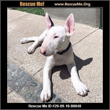 - Arizona Bull Terrier Rescue - ADOPTIONS - Rescue Me!