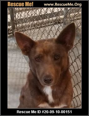 - Colorado Dog Rescue - ADOPTIONS - Rescue Me!