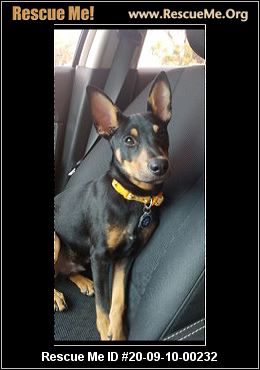 - New Mexico Dog Rescue - ADOPTIONS - Rescue Me!