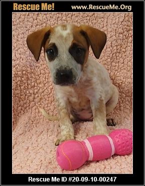 - Delaware Dog Rescue - ADOPTIONS - Rescue Me!