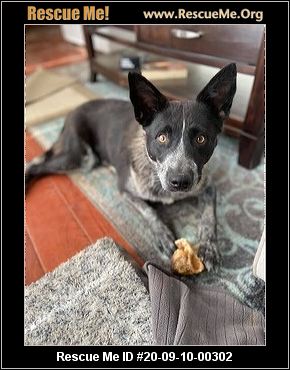 - Survivor Tails Animal Rescue - BOSTON, MA - AVAILABLE PETS