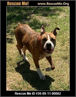 - Alabama Boxer Rescue - ADOPTIONS - Rescue Me!