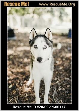 - Ohio Siberian Husky Rescue - ADOPTIONS - Rescue Me!