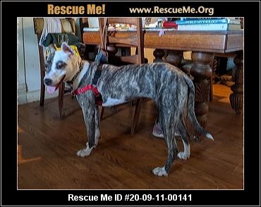 - Maryland Dog Rescue - ADOPTIONS - Rescue Me!