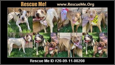 - California Dog Rescue - ADOPTIONS - Rescue Me!