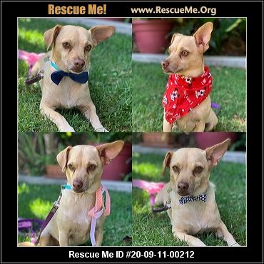 - California Dog Rescue - ADOPTIONS - Rescue Me!