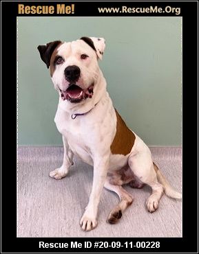 - California Dog Rescue - ADOPTIONS - Rescue Me!