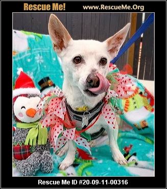 - Arizona Small Dog Rescue - Phoenix, AZ - AVAILABLE PETS