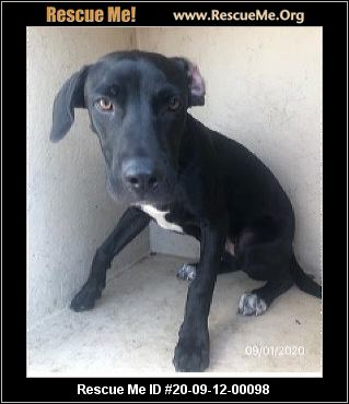 - Arizona Lab Rescue - ADOPTIONS - Rescue Me!